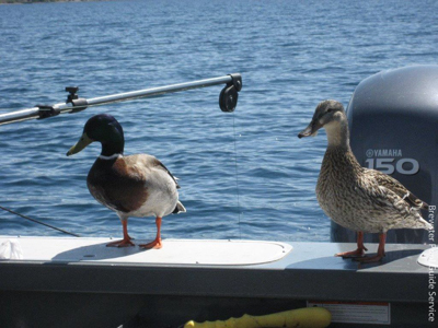 Brewster Pool Guide Service - Photos